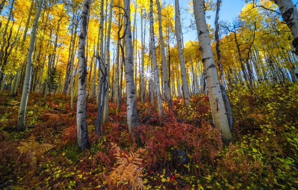 Wallpaper autumn, forest, trees, nature, foliage, the colors of autumn ...