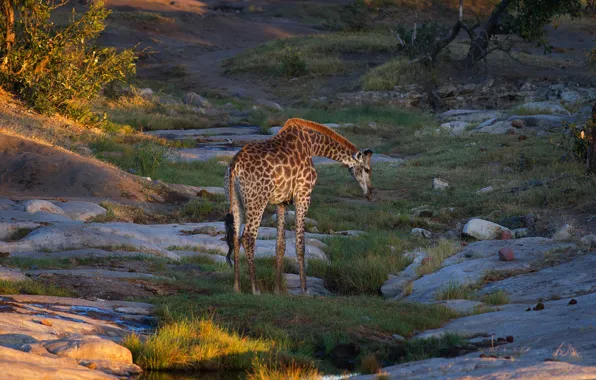 Download wallpaper grass, light, nature, pose, stones, giraffe, section ...