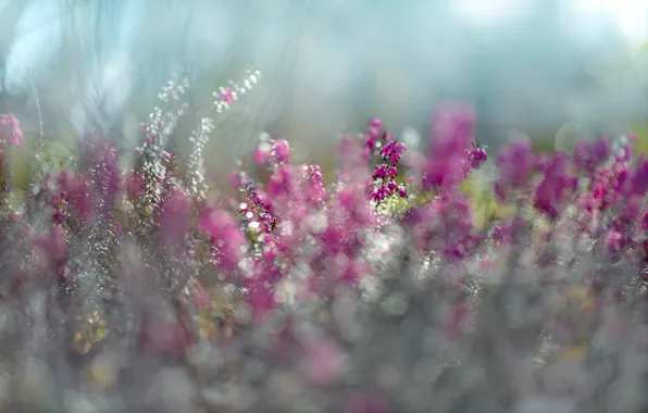Wallpaper flower, purple, spring, purple, bokeh, Eric, Erica, sunlight ...