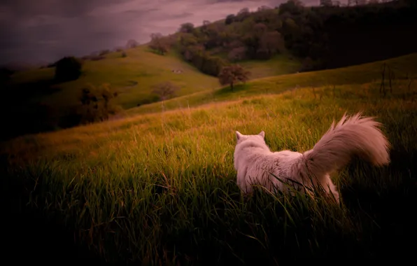 Wallpaper field, cat, grass, cat, trees, nature, hills, dal for mobile ...