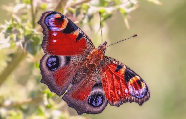 Wallpaper flowers, red, butterfly, spring for mobile and desktop ...