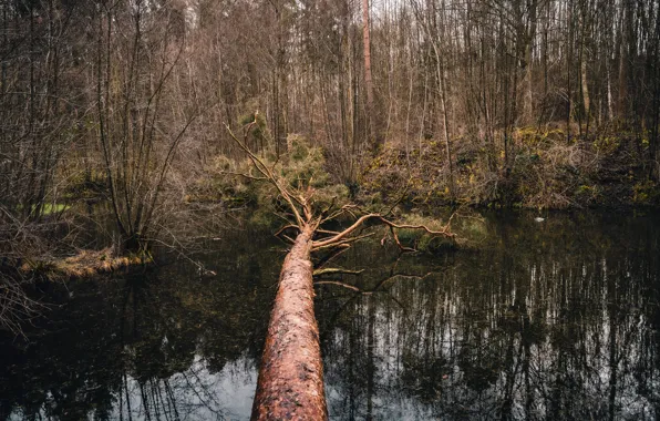 Wallpaper forest, nature, tree images for desktop, section природа ...