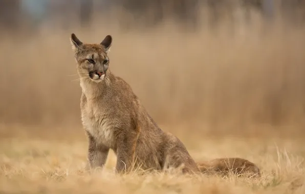 Wallpaper look, nature, background, sitting, Puma for mobile and ...