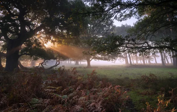 Download wallpaper light, nature, morning, section nature in resolution ...