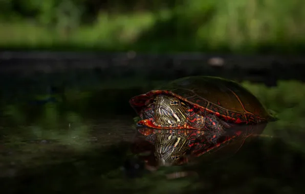 Download wallpaper light, pond, reflection, the dark background, turtle ...