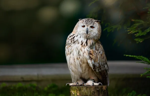 Download wallpaper pose, owl, bird, section animals in resolution 1920x1408