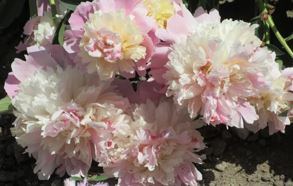 Wallpaper may, peonies, spring 2018, Mamala © for mobile and desktop ...