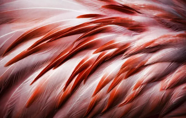 Wallpaper bird, feathers, Flamingo for mobile and desktop, section ...