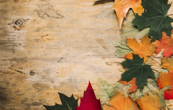 Wallpaper autumn, leaves, background, tree, colorful, wood, background ...