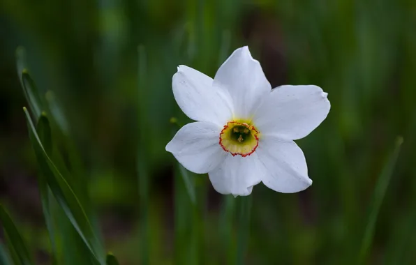 Download wallpaper greens, flowers, spring, section flowers in ...