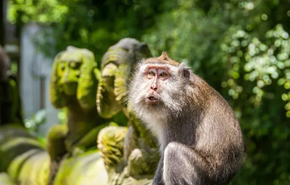 Download wallpaper Monkey, Bali, Indonesia, Bali, Indonesia, Ubud, Ubud ...