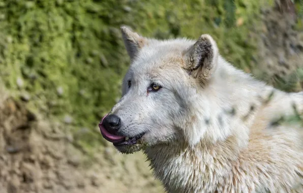 Wallpaper language, wolf, predator, wolf for mobile and desktop, section животные, resolution ...