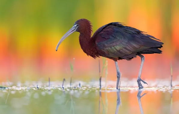Wallpaper bird, pond, IBIS images for desktop, section животные - download