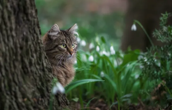 Download wallpaper cat, cat, snowdrops, section cats in resolution ...