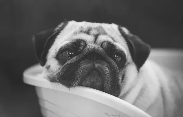 Wallpaper face, each, dog, pug images for desktop, section собаки ...