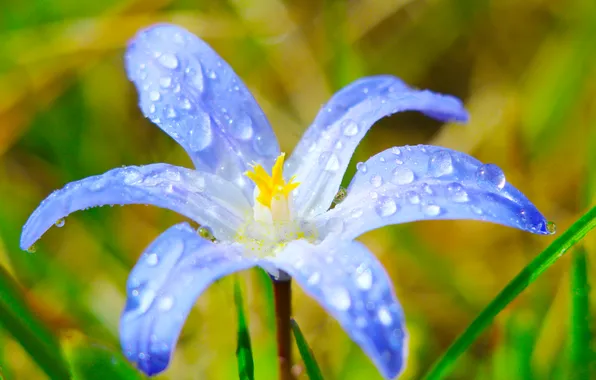 Wallpaper flower, blue, spring for mobile and desktop, section природа ...