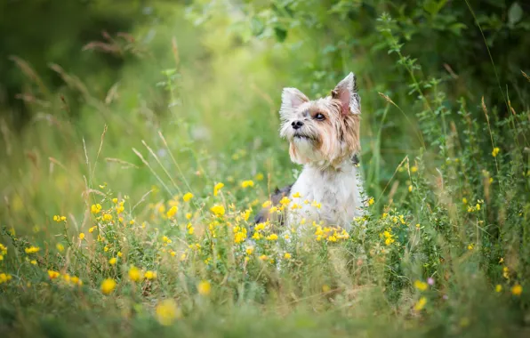 Wallpaper Greens Summer Grass Look Face Flowers Nature Pose