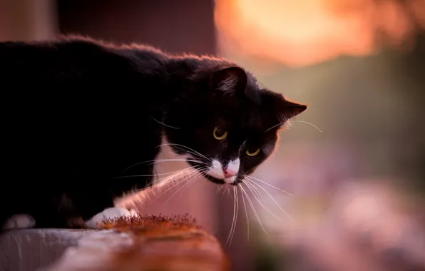 Download wallpaper eyes, cat, mustache, background, handsome, section ...