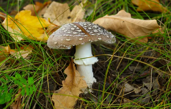 Download Wallpaper Forest Park Mashroom Section Nature In Resolution 1920x1408