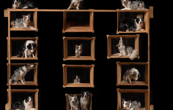 Wallpaper dogs, friends, shelves for mobile and desktop, section собаки ...