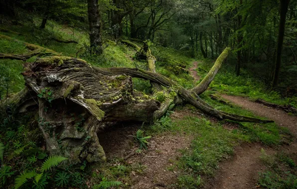 Wallpaper forest, snag, log, path for mobile and desktop, section ...