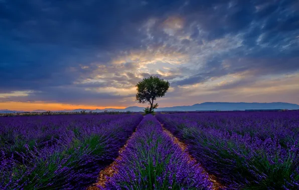 Wallpaper summer, the sky, clouds, flowers, blue, tree, hills, the ...