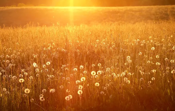 Wallpaper field, summer, light, nature, dandelions for mobile and ...