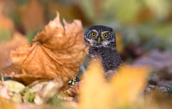 Wallpaper autumn, leaves, owl, bird, foliage, bokeh, Peeps, autumn ...