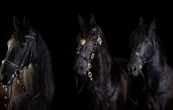 Wallpaper nature, background, horse for mobile and desktop, section ...