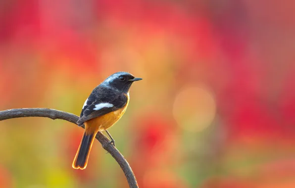 Wallpaper nature, bird, branch, bokeh for mobile and desktop, section ...