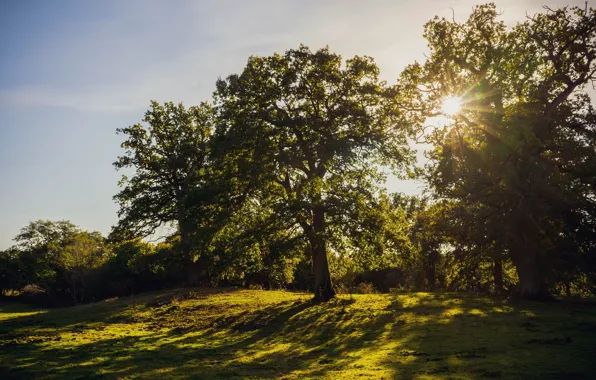 Wallpaper the sun, trees, nature for mobile and desktop, section ...