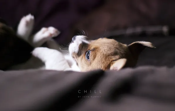 Wallpaper dog, blanket, puppy, chill for mobile and desktop, section ...