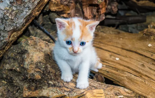 Wallpaper eyes, look, background, kitty, Kote images for desktop ...