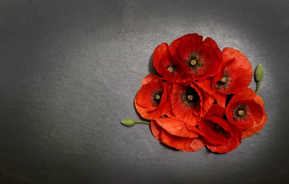 Download wallpaper flowers, Maki, bouquet, grey background, composition ...