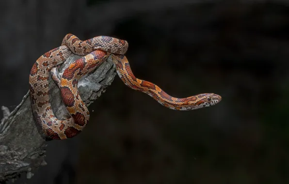 Wallpaper nature, stump, snake, red, reptile, cold-blooded animal for ...