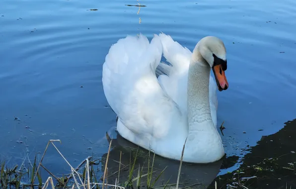 Download wallpaper white, bird, Swan, pond, blue background, swimming, section animals in ...