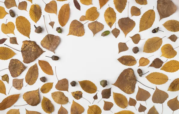 Wallpaper autumn, leaves, background, colorful, background, autumn ...