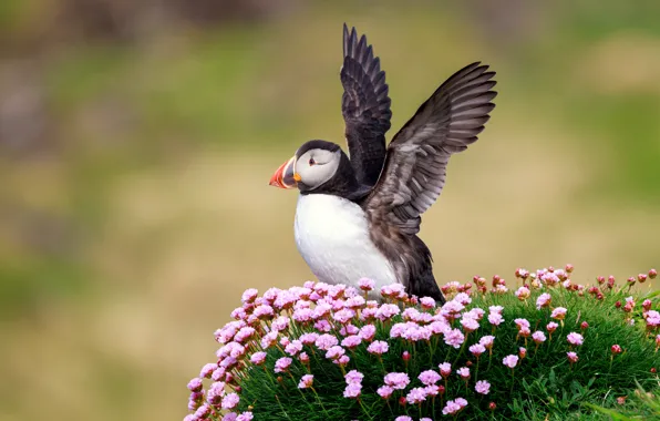 Wallpaper nature, pose, bird, stalled, Atlantic puffin for mobile and ...