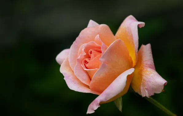 Download wallpaper rose, orange, stem, section flowers in resolution ...