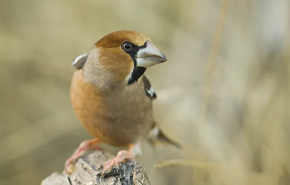 Download wallpaper look, sprig, background, bird, section animals in ...