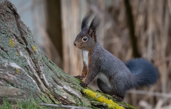 Download wallpaper nature, pose, tree, protein, grey, section animals ...