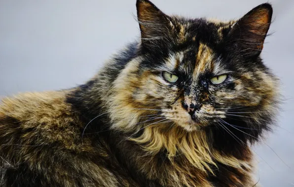 Download wallpaper eyes, Koshak, Tomcat, Kote, section cats in ...