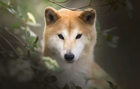 Wallpaper portrait, dog, Shiba inu images for desktop, section собаки ...