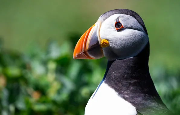 Wallpaper look, green, background, bird, portrait, stalled, bokeh ...