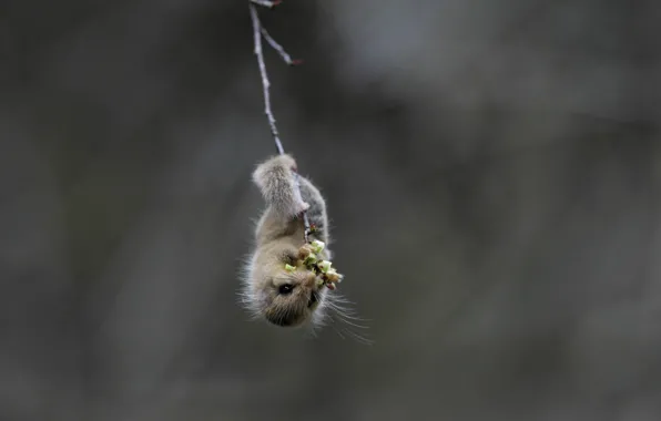Download wallpaper Japanese dormouse, Japanese Dormouse, Yoshikazu Wada ...