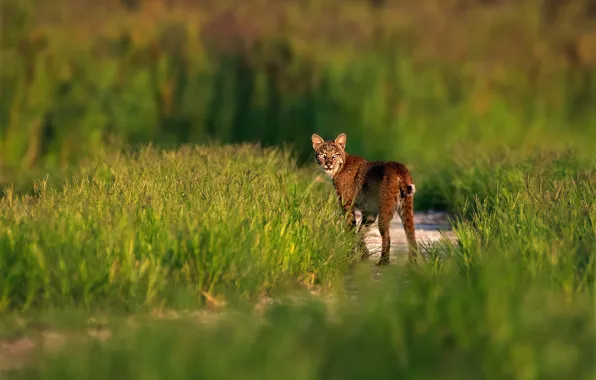 Download wallpaper grass, nature, walk, lynx, section cats in ...