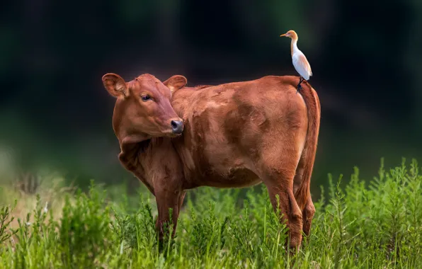 Download wallpaper grass, bird, glade, cow, a couple, Heron, calf, bull ...