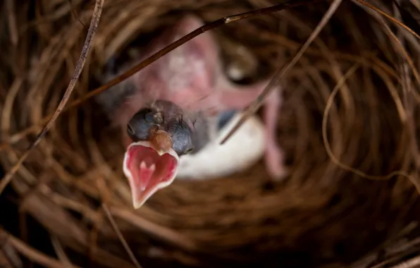 Download wallpaper nature, bird, socket, section animals in resolution ...