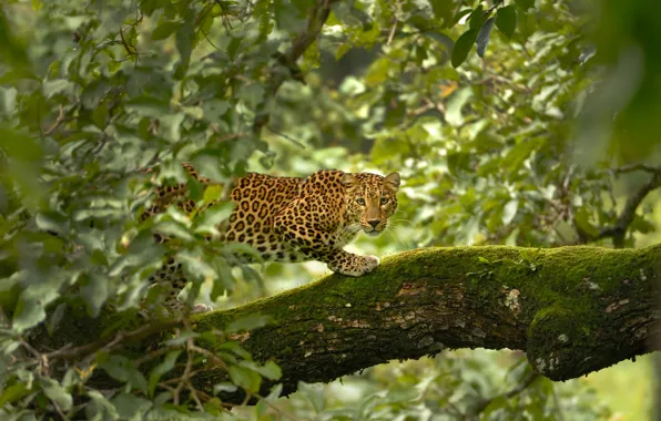 Wallpaper Leopard, Trees, Leaves, Leopard, Trees, Leaves, Wildlife ...
