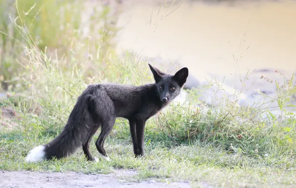 Wallpaper nature, fog, Silver Fox for mobile and desktop, section ...